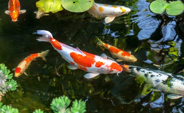 Koi Fish Price: How much do Koi Fish Cost? - Fish Laboratory