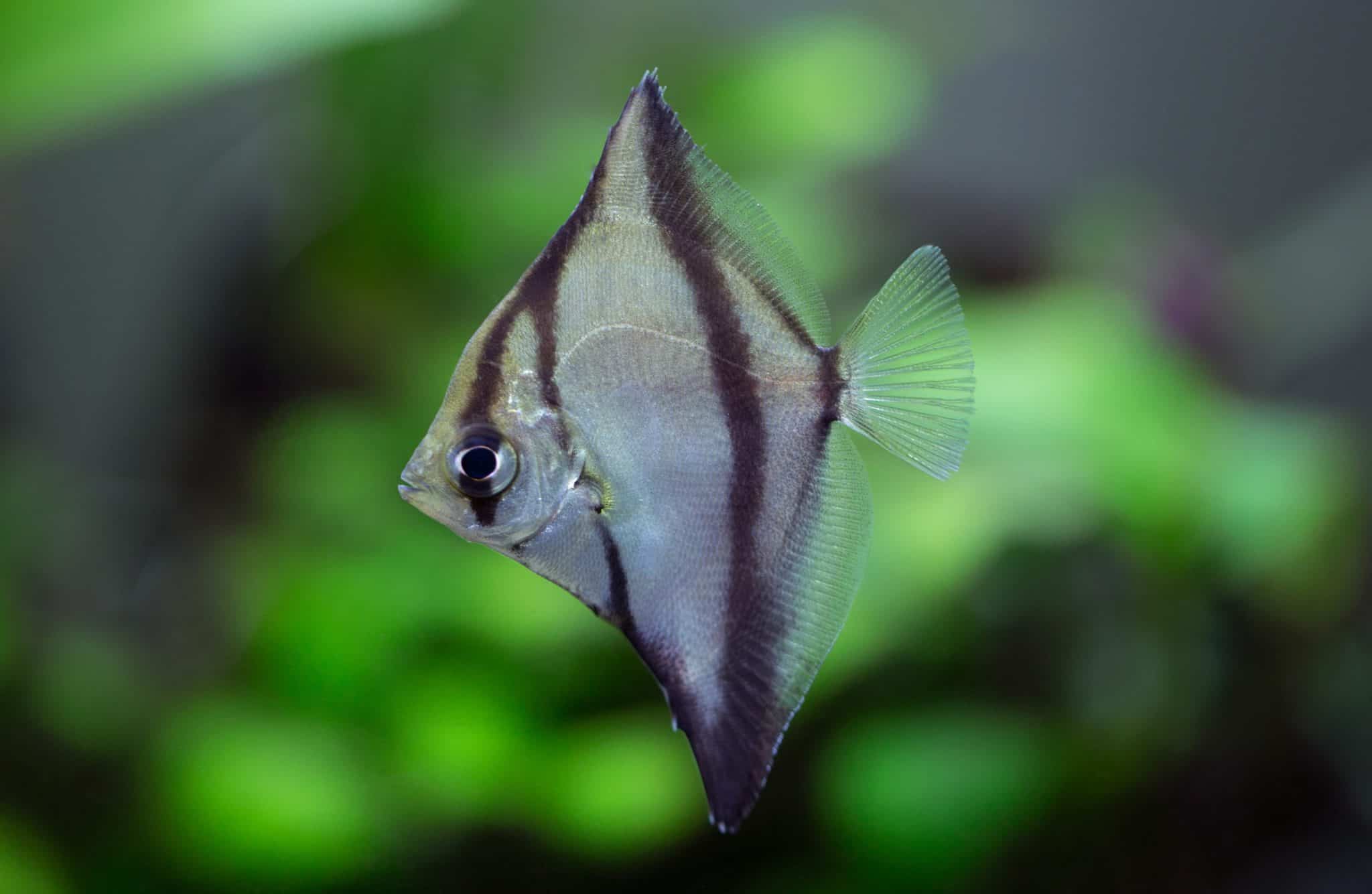 Mono Sebae (Monodactylus Sebae) Care, Size, Tank Mates, and More - Fish ...