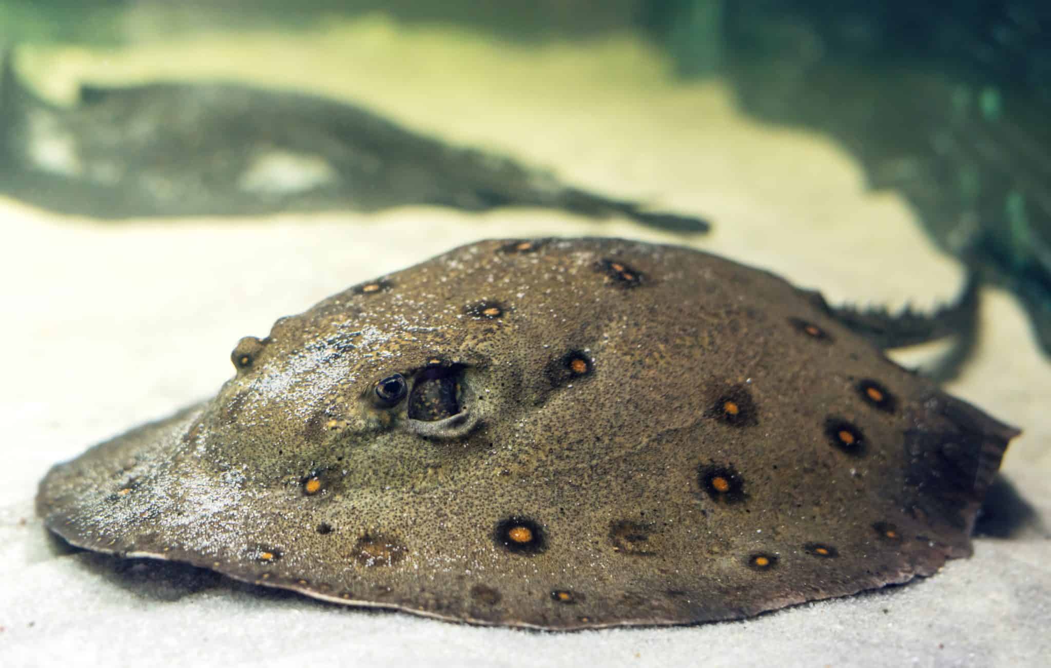 Ocellate River Stingray (Potamotrygon motoro): Ultimate Guide - Fish ...
