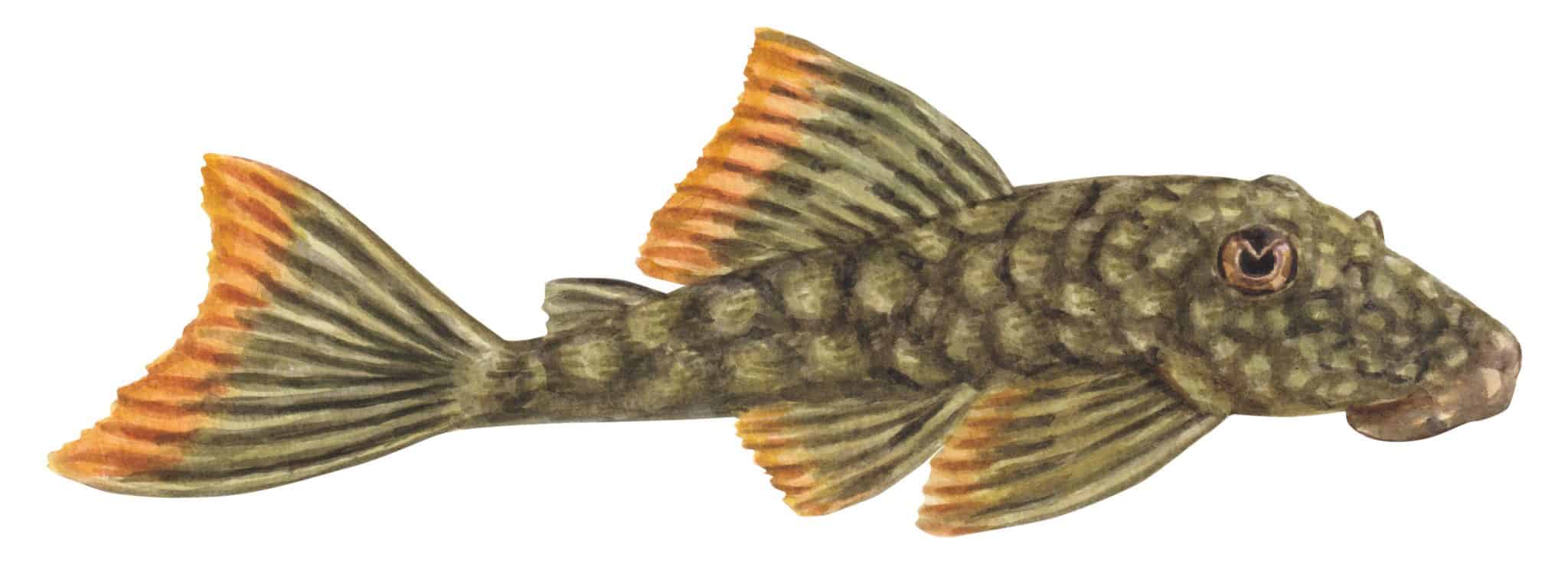 Pleco Lifespan: How Long Do Plecos Live? - Fish Laboratory