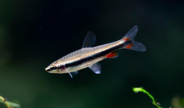 Pencil Fish: Ultimate Care Guide - Fish Laboratory