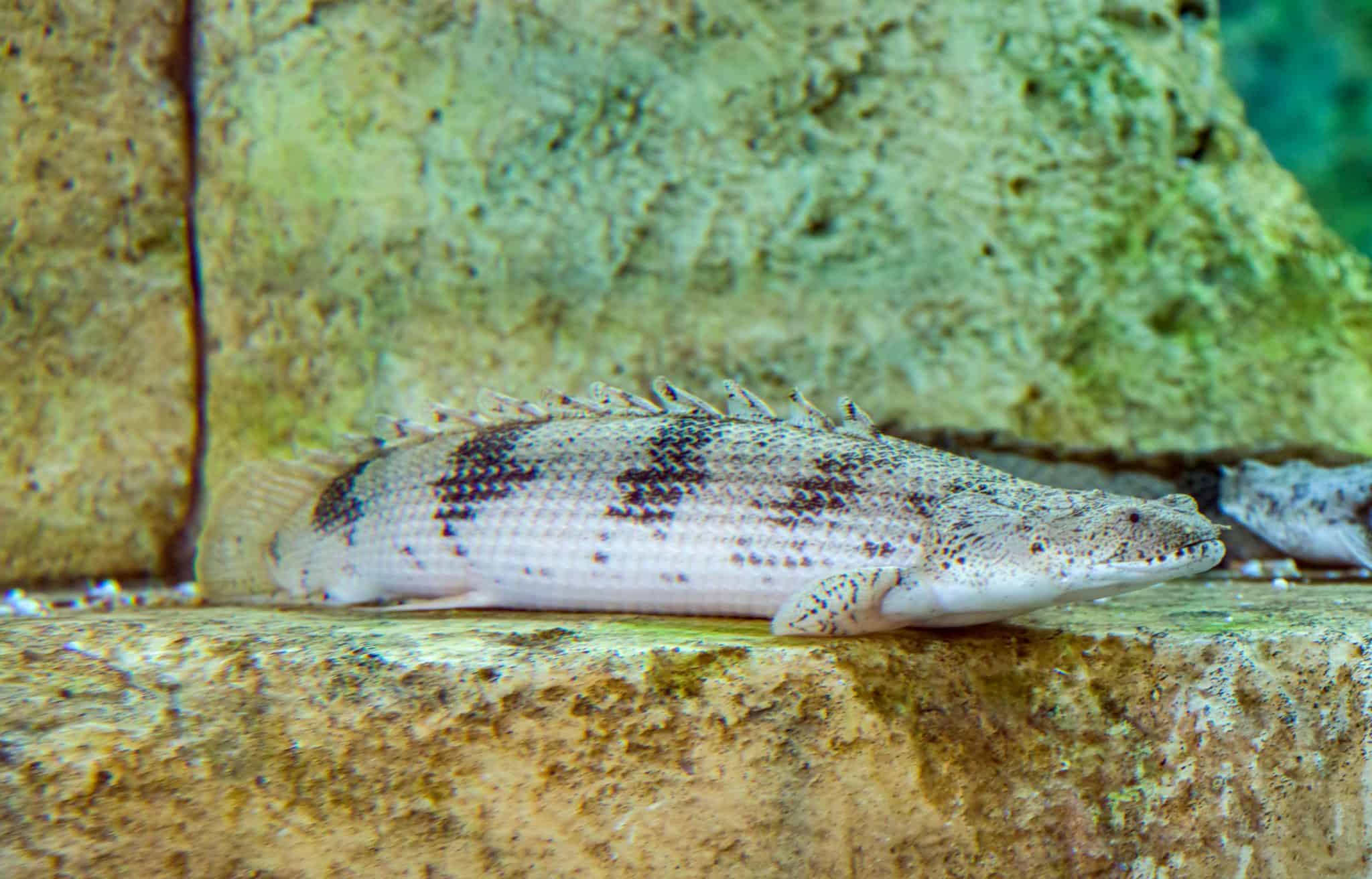 Saddled Bichir (Polypterus endlicheri endlicheri): Care Guide - Fish ...
