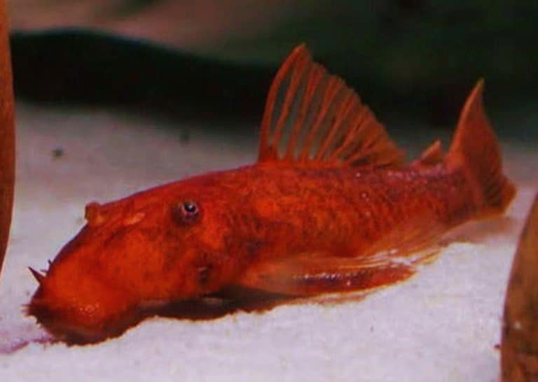 L239 Pleco (Blue Panaque Pleco): Ultimate Care Guide - Fish Laboratory