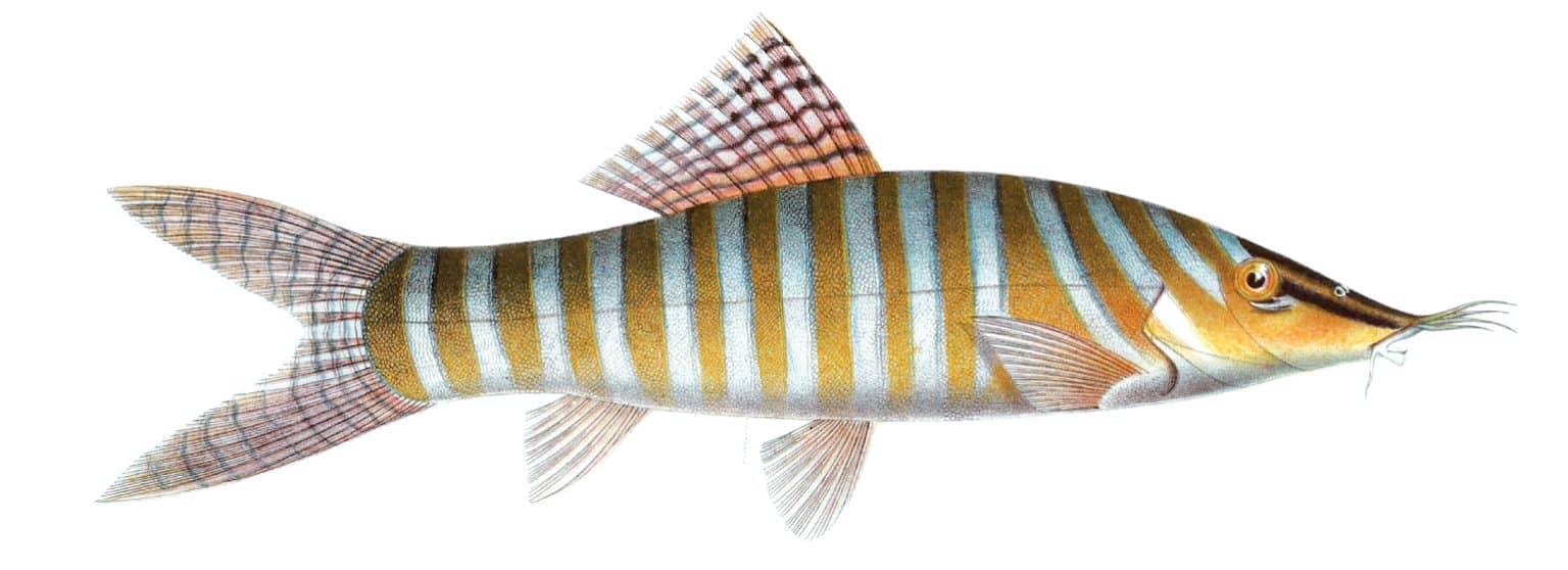 Loach Types, Size, & Care: The Ultimate Guide - Fish Laboratory