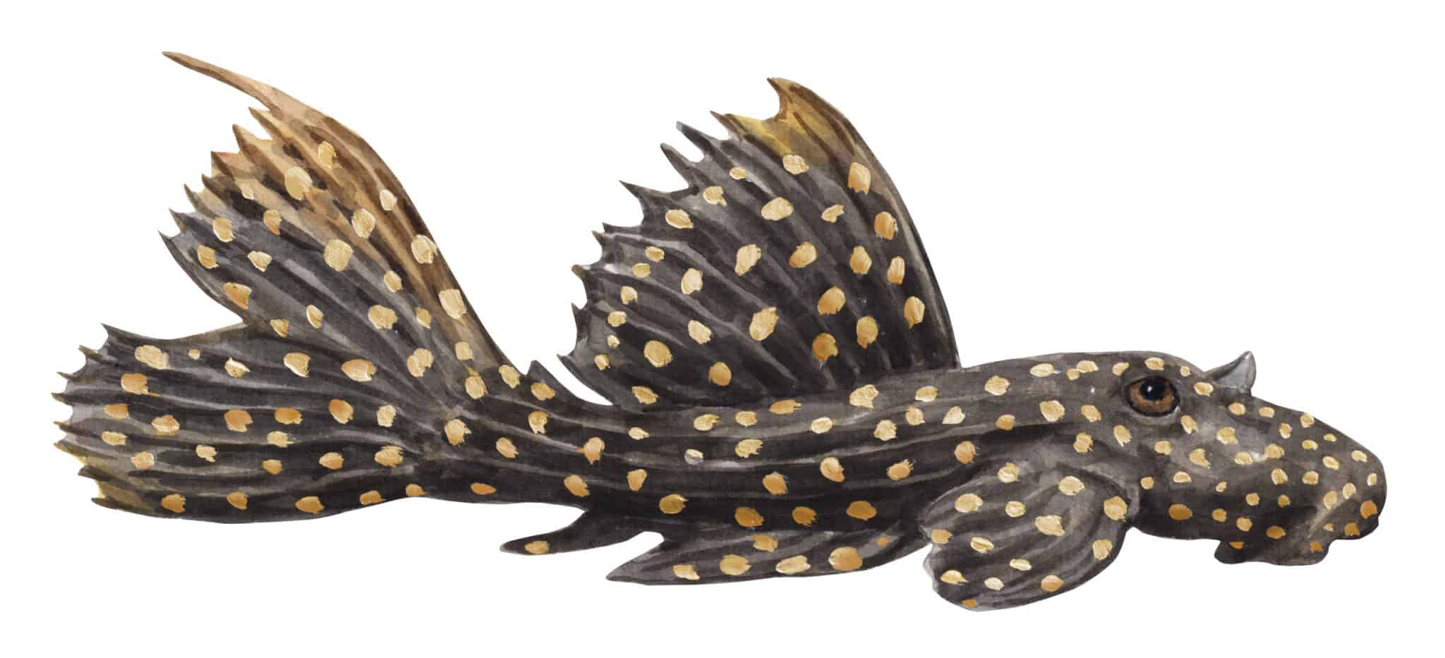 Pleco Types | List of Top 20 Types of Plecos - Fish Laboratory