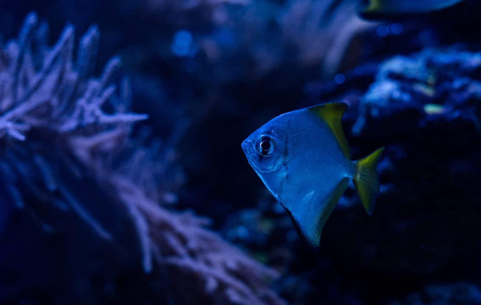 Can Fish See in the Dark? - Fish Laboratory