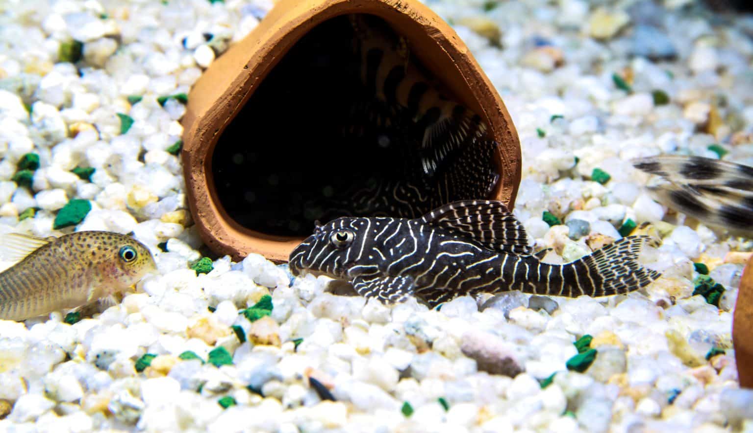 Pleco Types | List of Top 20 Types of Plecos - Fish Laboratory
