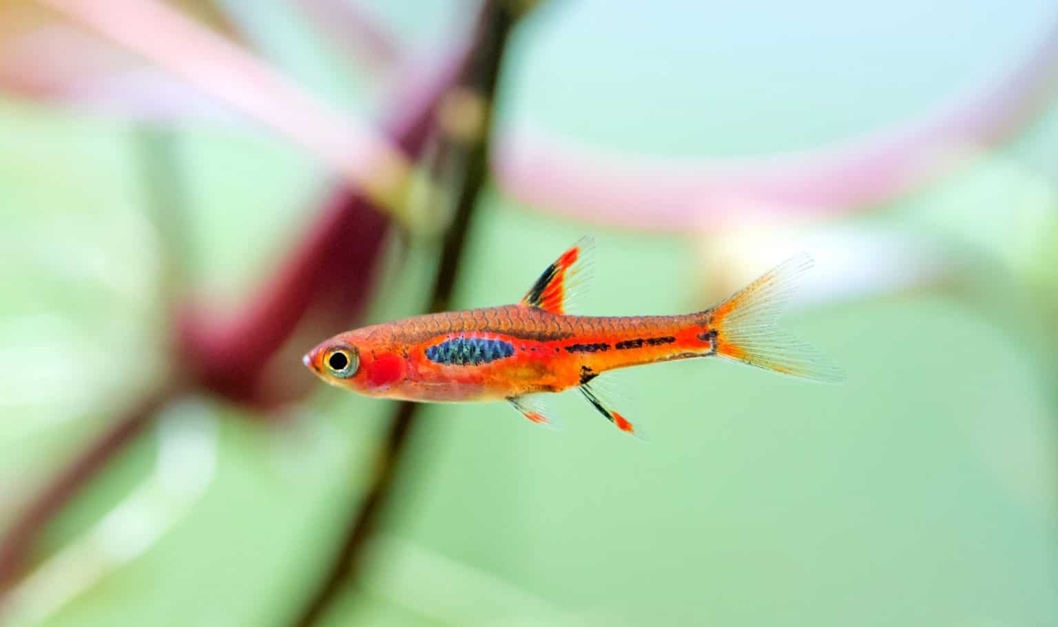 Phoenix Rasbora Care: Size, Food, School Size & Tank Size - Fish Laboratory