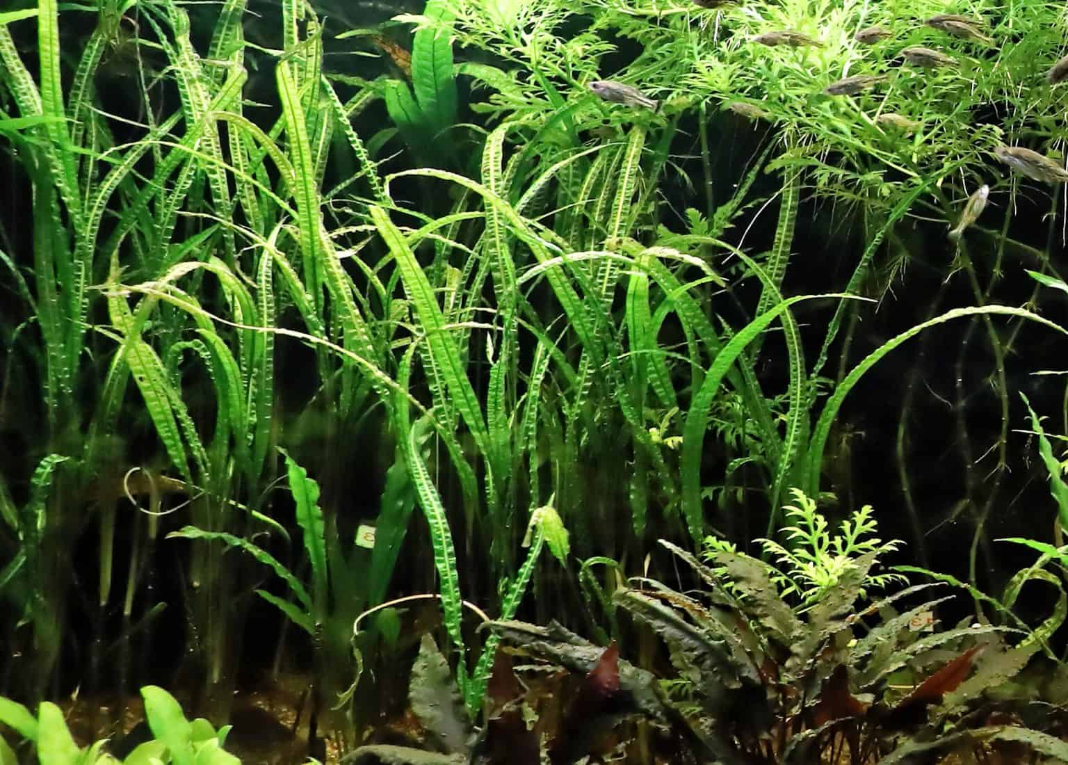 31 Best Low Light Aquarium Plants: Ultimate Guide - Fish Laboratory