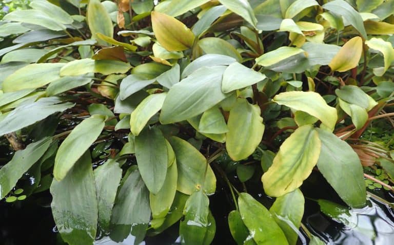 Cryptocoryne Beckettii: Ultimate Care Guide - Fish Laboratory