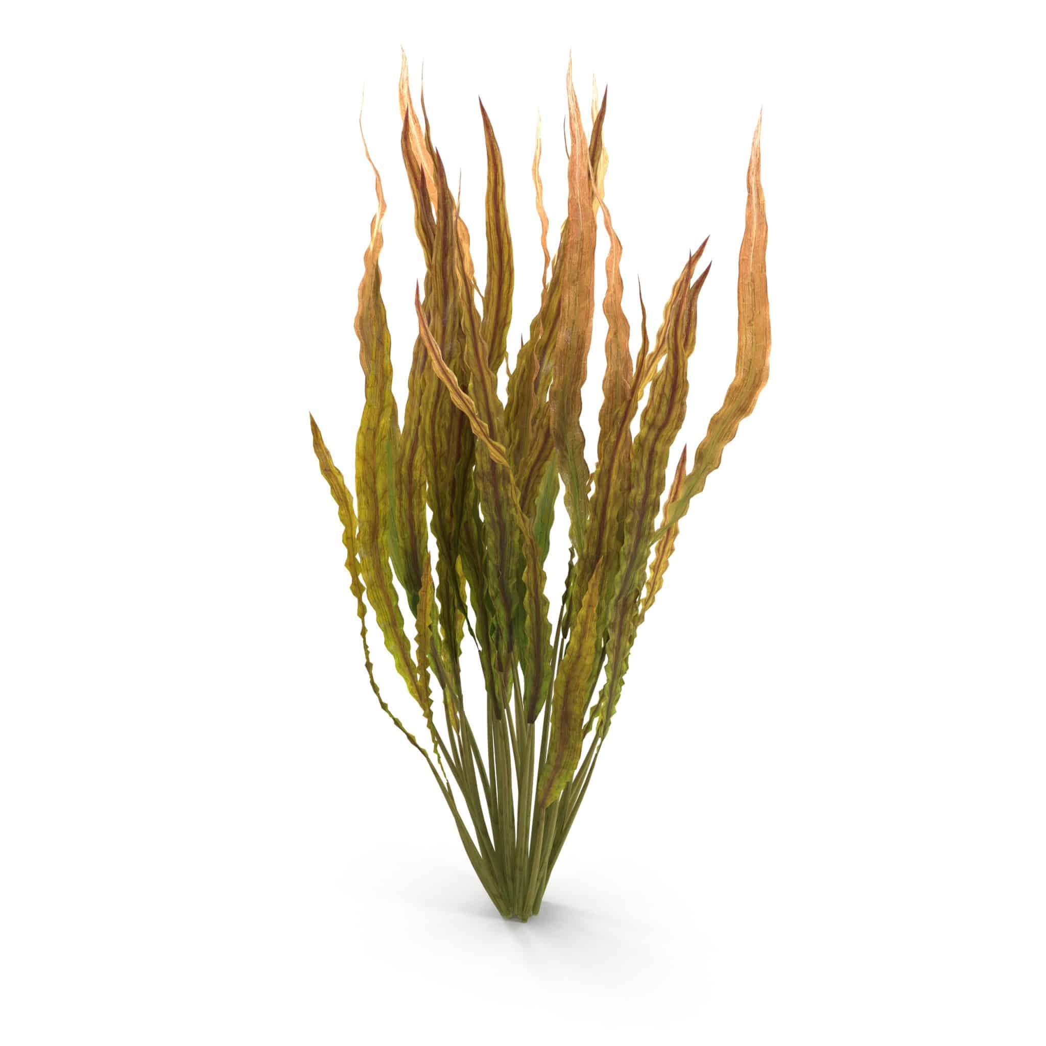 Cryptocoryne Undulata: The Ultimate Care Guide - Fish Laboratory
