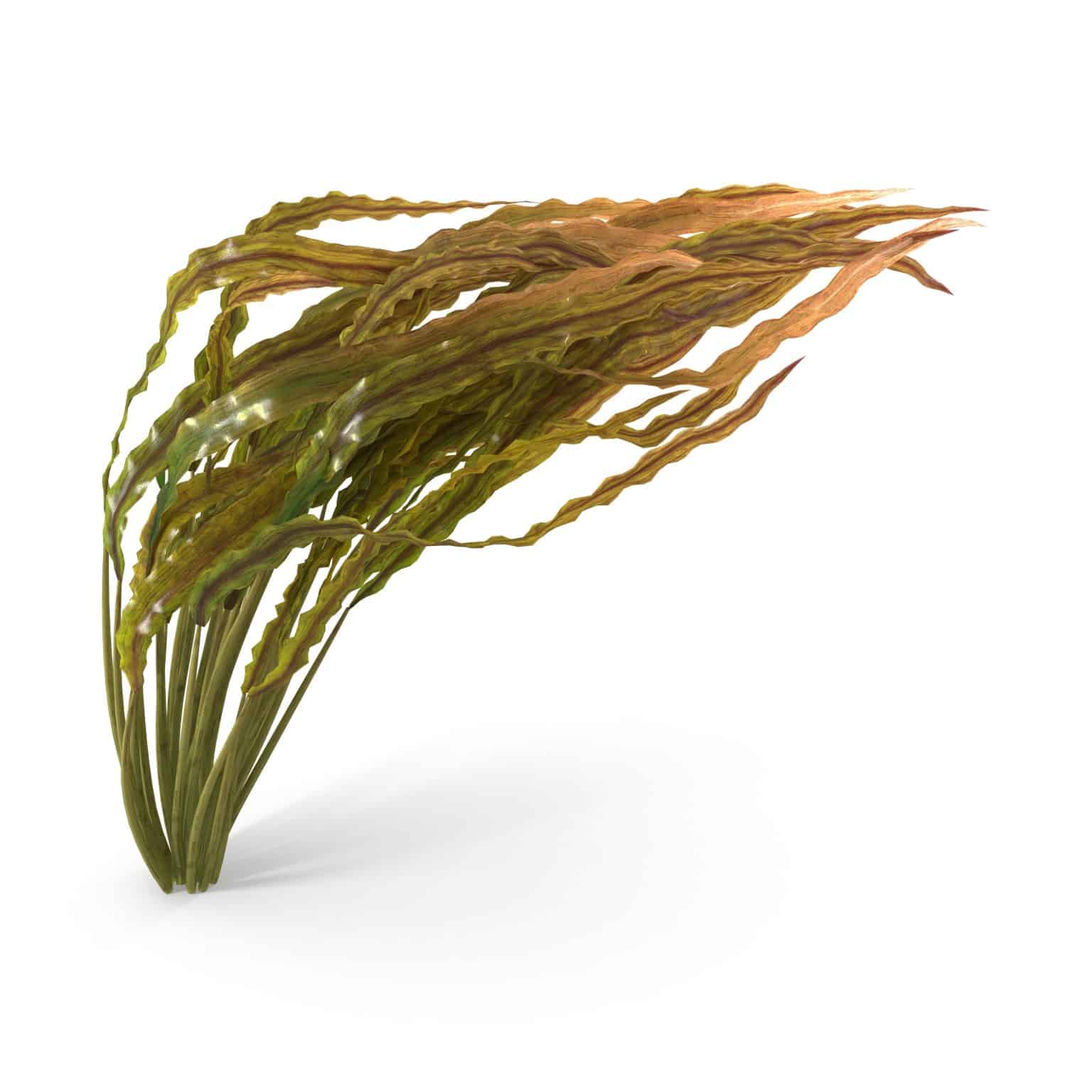 Cryptocoryne Spiralis: Ultimate Care Guide - Fish Laboratory
