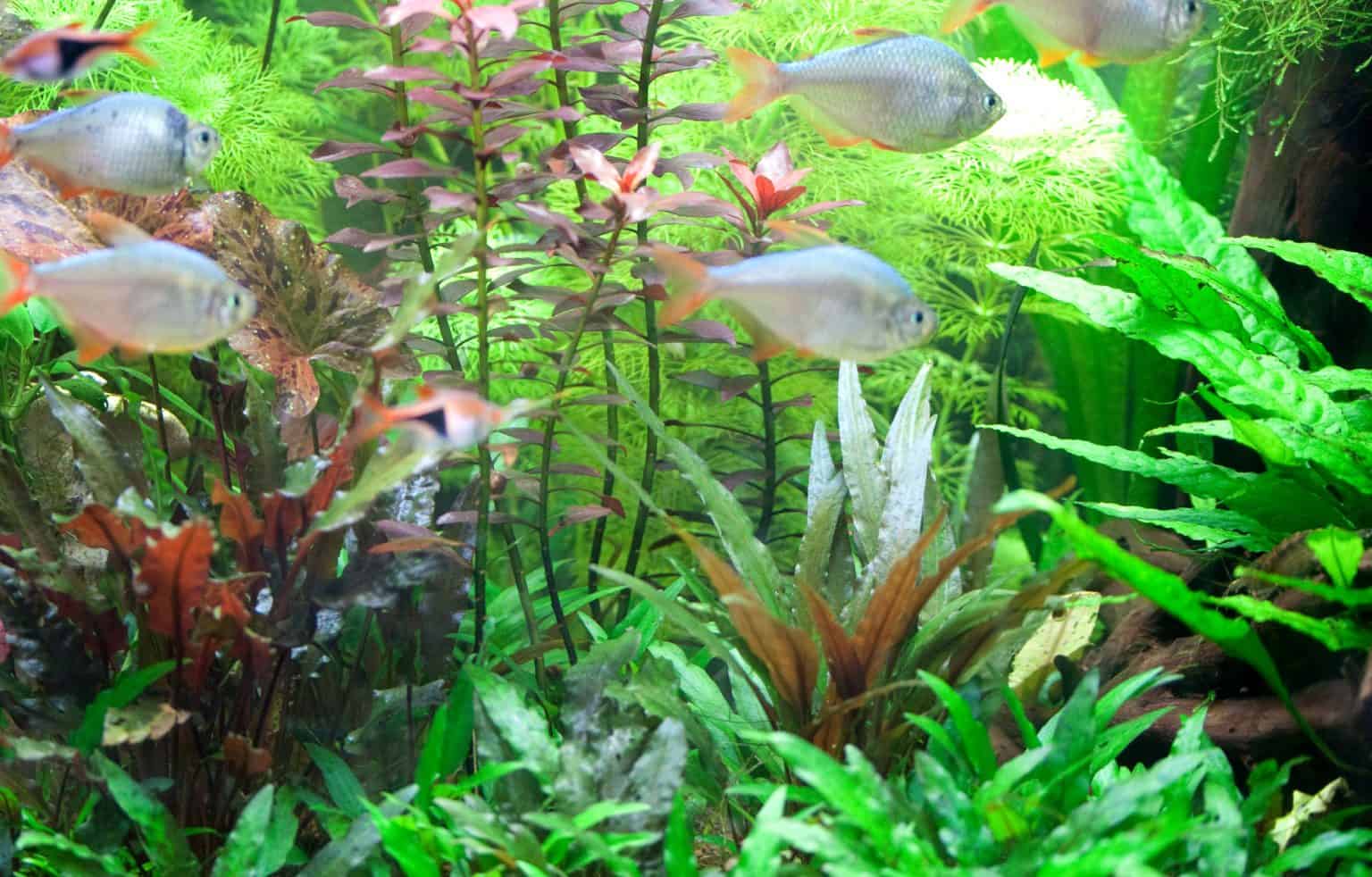 Fish Laboratory - Aquariums & Fish Tanks