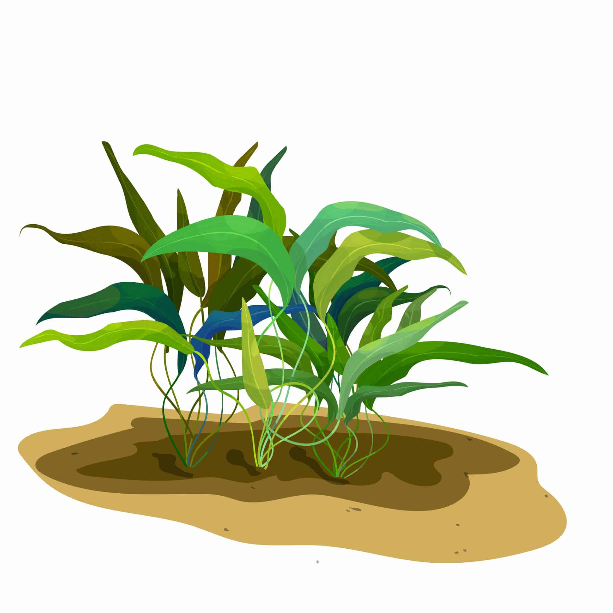 31 Best Low Light Aquarium Plants: Ultimate Guide - Fish Laboratory