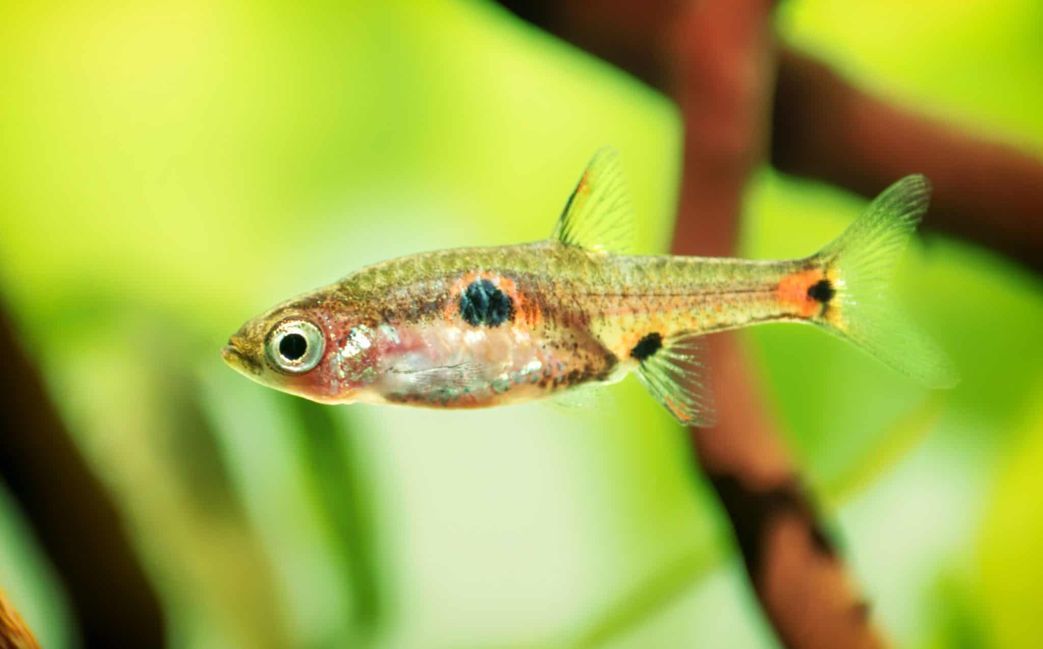 Rasbora Size: How Big Do Rasbora Get? - Fish Laboratory