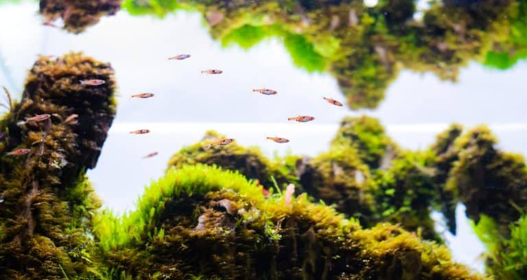 Exclamation Point Rasbora Care (Boraras urophthalmoides) - Fish Laboratory