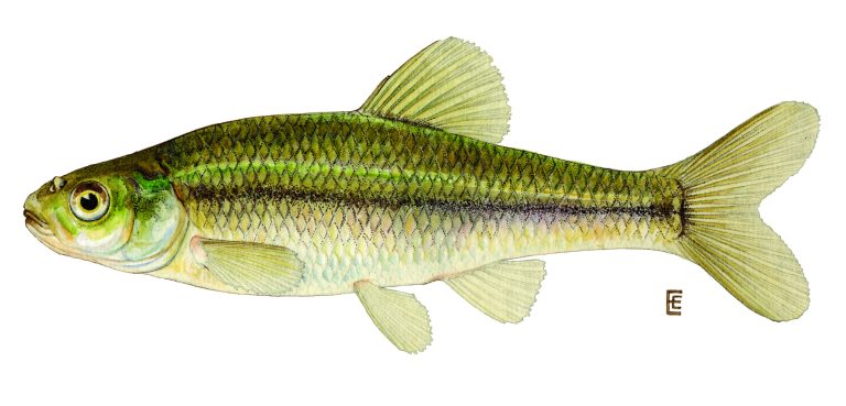 Fathead Minnow (Pimephales Promelas): Ultimate Care Guide - Fish Laboratory