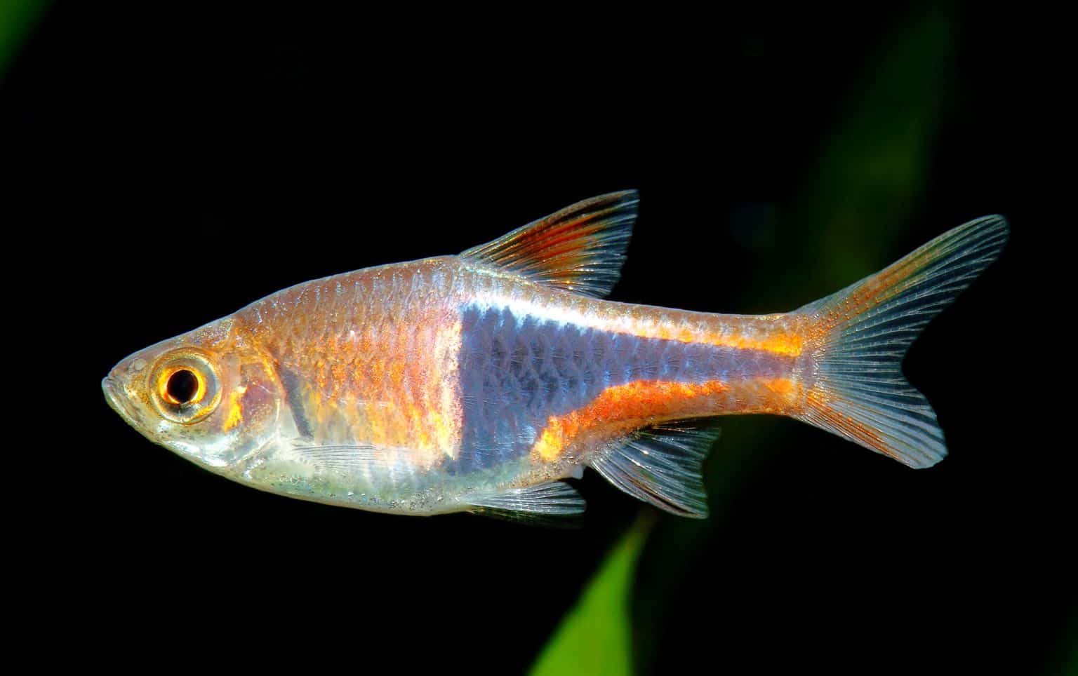 Breeding Rasboras: How to Breed Rasbora Fish - Fish Laboratory