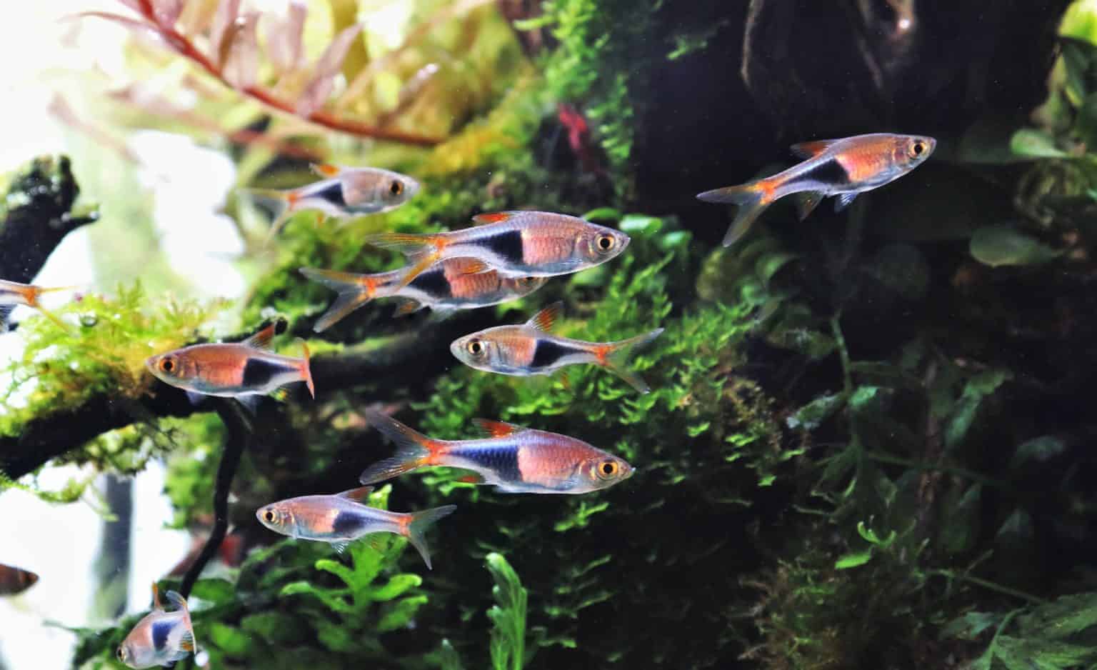 Glowlight Rasbora (Trigonostigma Hengeli): The Ultimate Care Guide ...
