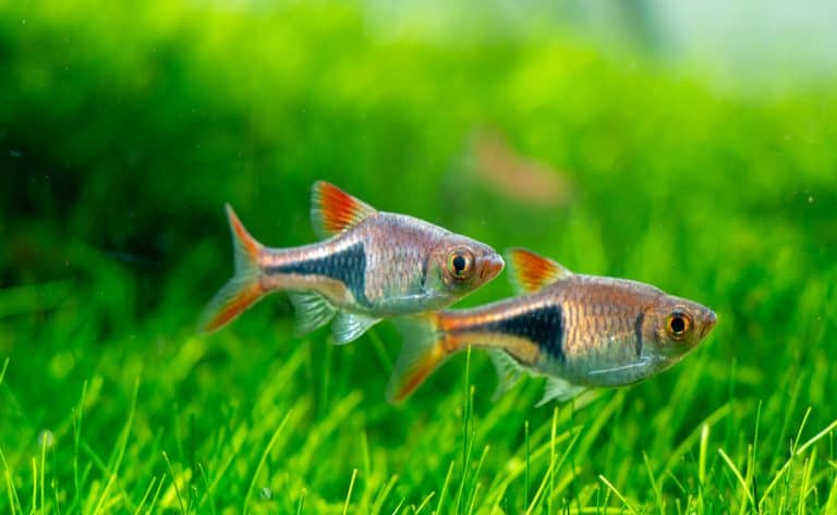 Phoenix Rasbora Care: Size, Food, School Size & Tank Size - Fish Laboratory