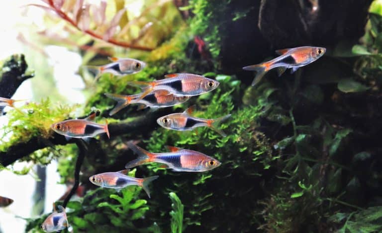 Glowlight Rasbora (Trigonostigma Hengeli): The Ultimate Care Guide ...