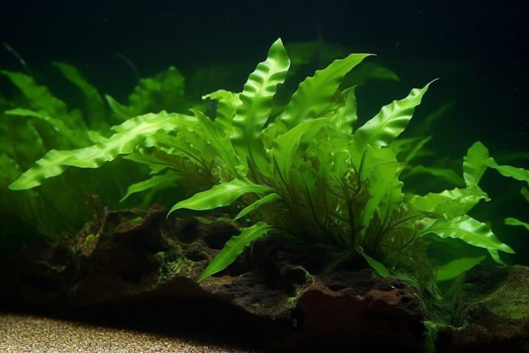 31 Best Low Light Aquarium Plants: Ultimate Guide - Fish Laboratory
