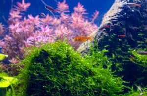 31 Best Low Light Aquarium Plants: Ultimate Guide - Fish Laboratory