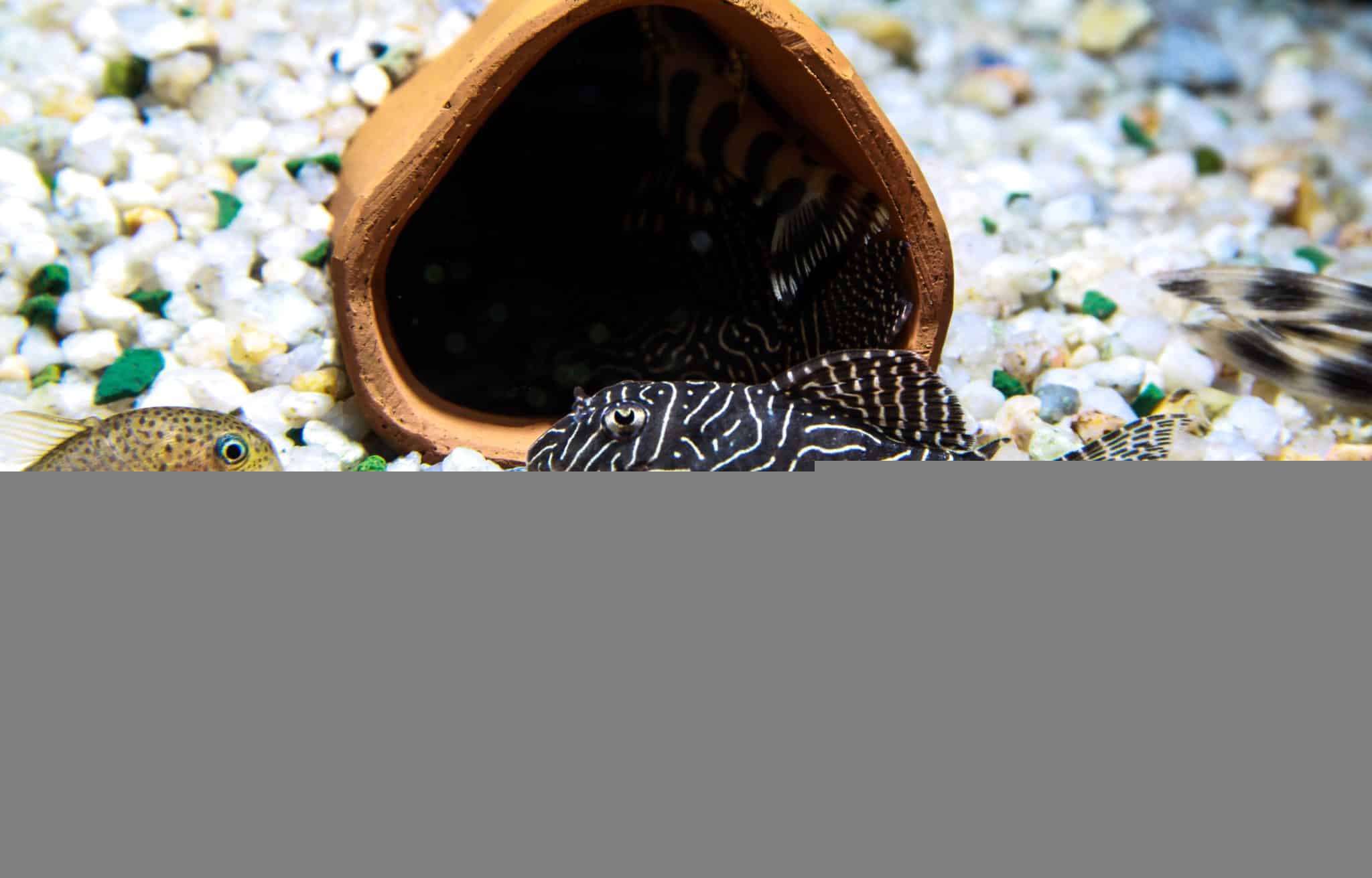 Pleco Types | List of Top 20 Types of Plecos - Fish Laboratory