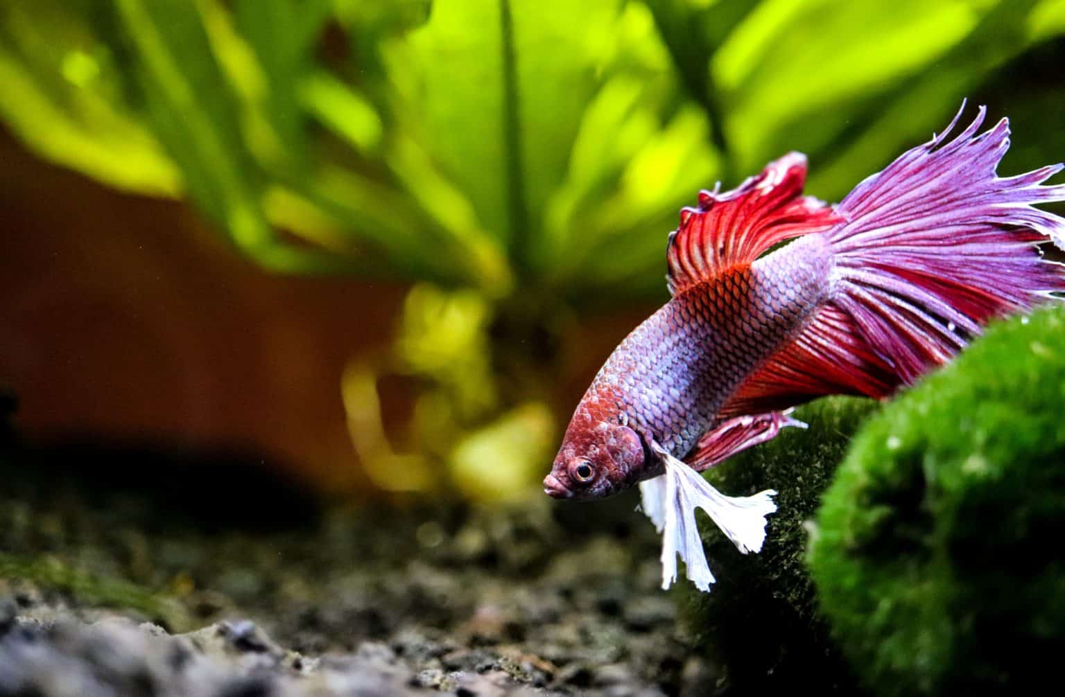 Wild Betta Fish | Different Types & Natural Habitat - Fish Laboratory