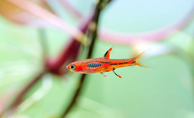 Exclamation Point Rasbora Care (Boraras urophthalmoides) - Fish Laboratory