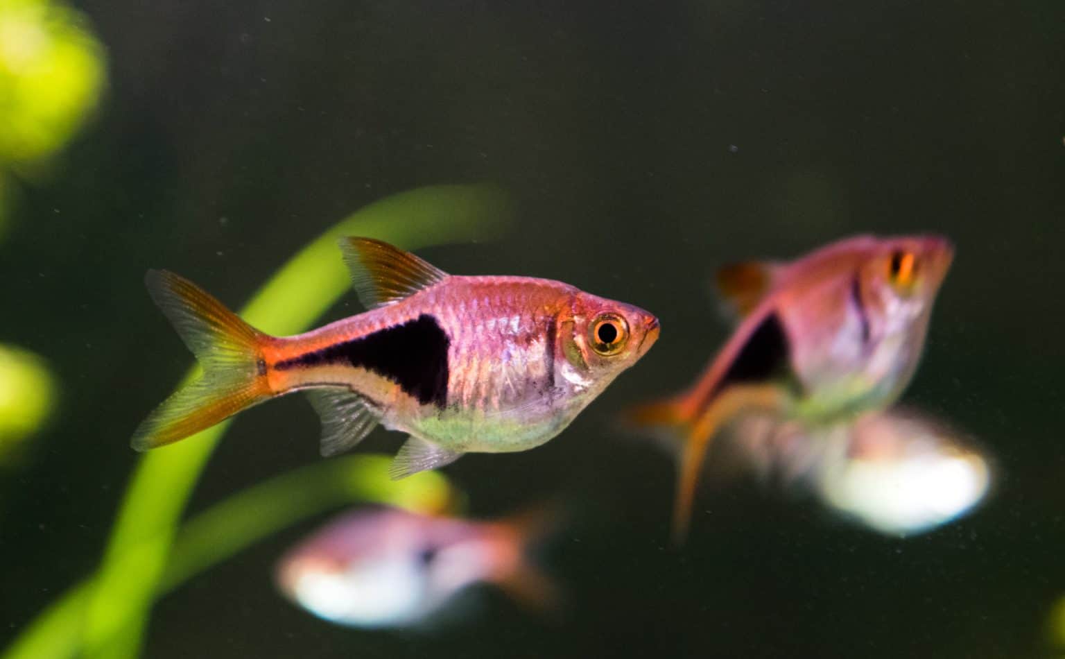 Rasbora Types, Size & Care | Ultimate Guide to Rasbora Fish - Fish ...