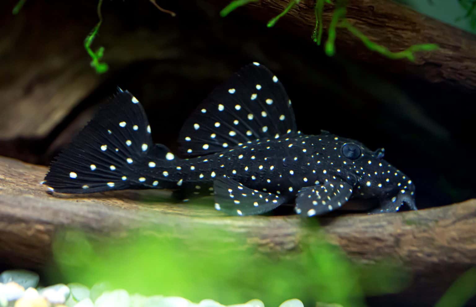 Pleco Breeding: How to Breed Plecostomus - Fish Laboratory