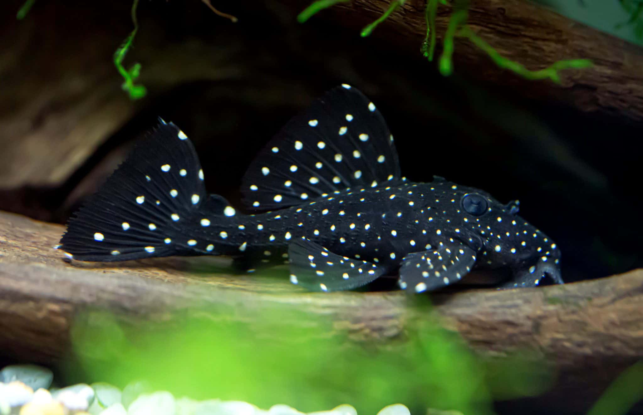 L239 Pleco (Blue Panaque Pleco): Ultimate Care Guide - Fish Laboratory