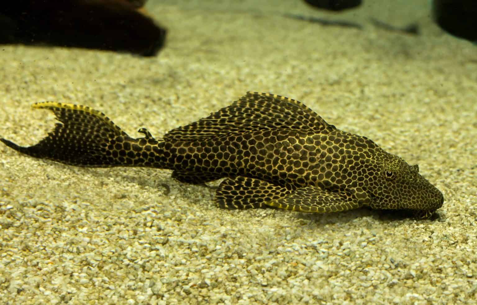 Pleco Care: How to Care for Plecostomus - Fish Laboratory
