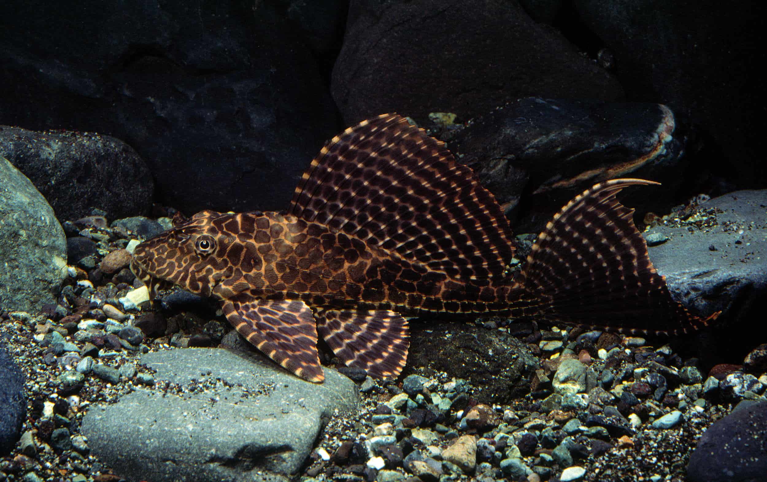 Giant Pleco