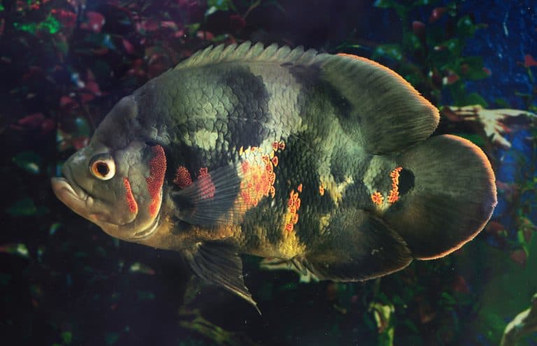 Oscar Fish & Hole in the Head (HITH): Symptoms & Treatment - Fish ...