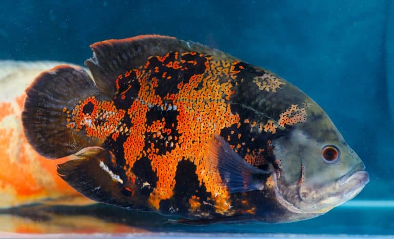Oscar Fish Types: Guide to Oscar Types & Variations - Fish Laboratory