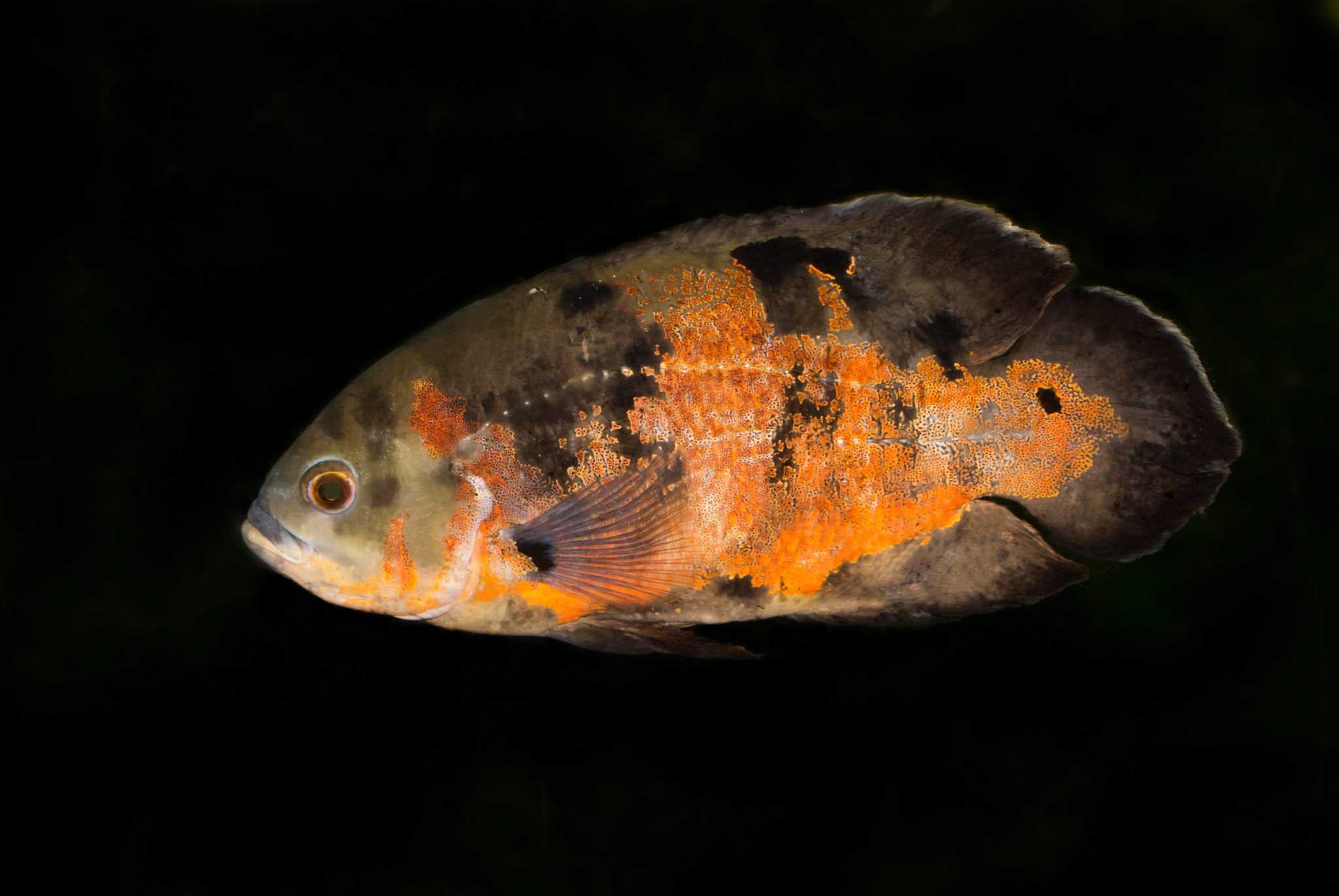 Oscar Fish Care: Ultimate Guide to Keeping Oscars - Fish Laboratory
