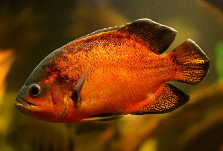 Oscar Fish Types: Guide to Oscar Types & Variations - Fish Laboratory