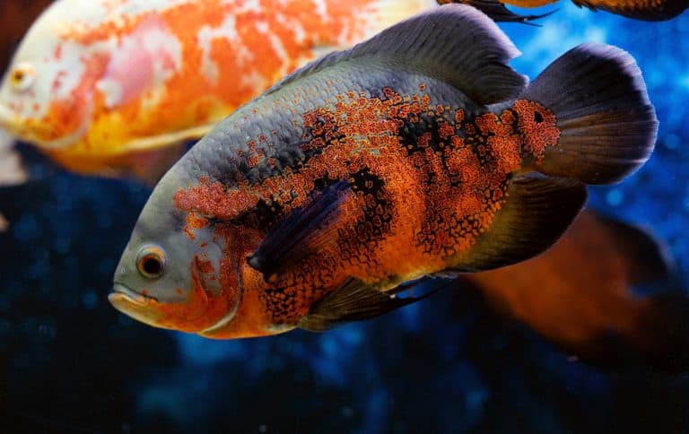 Oscar Fish Types: Guide to Oscar Types & Variations - Fish Laboratory
