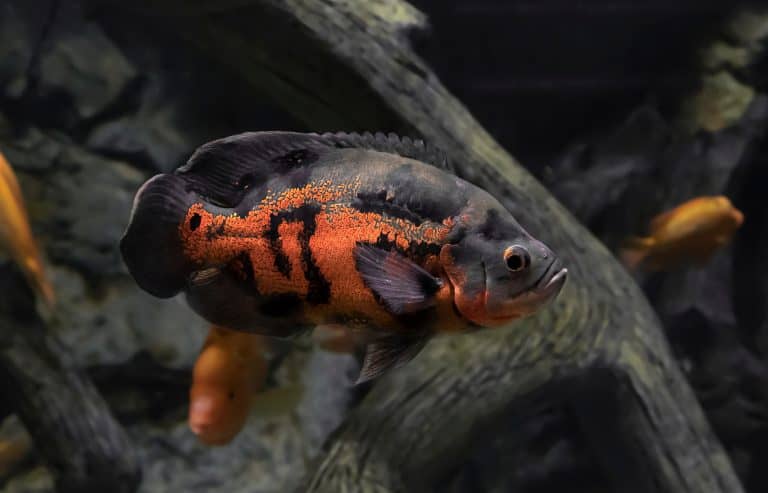 Tiger Oscar: Ultimate Guide to Tiger Oscar Fish - Fish Laboratory