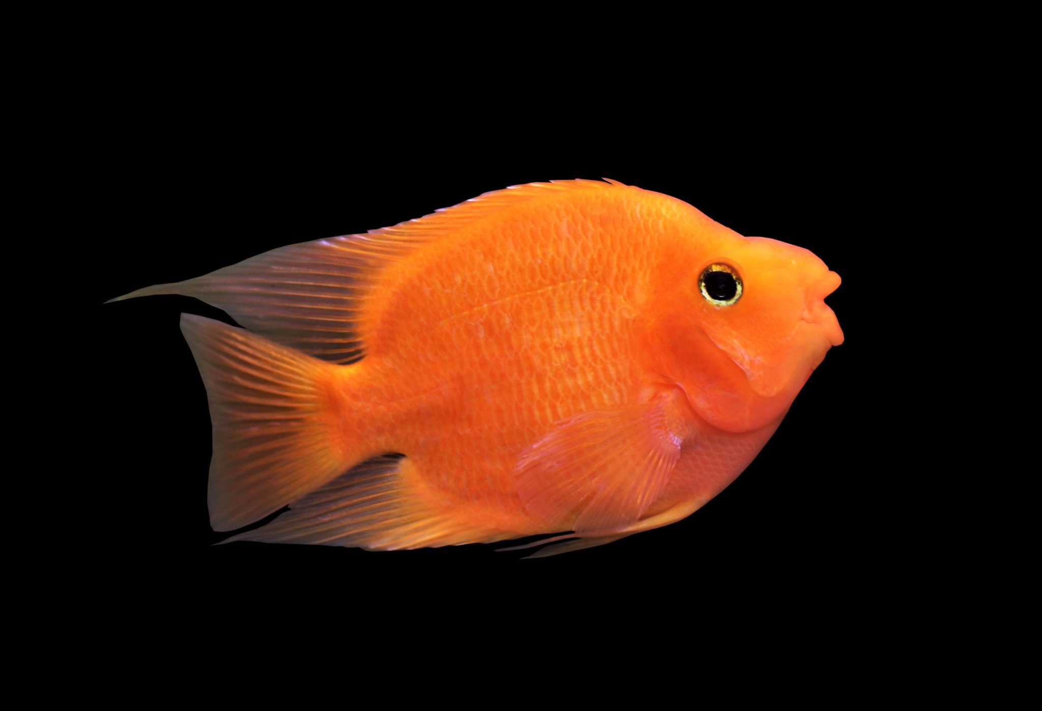 29 Best Oscar Tank Mates: What Fish Can Be Kept with Oscars? - Fish ...