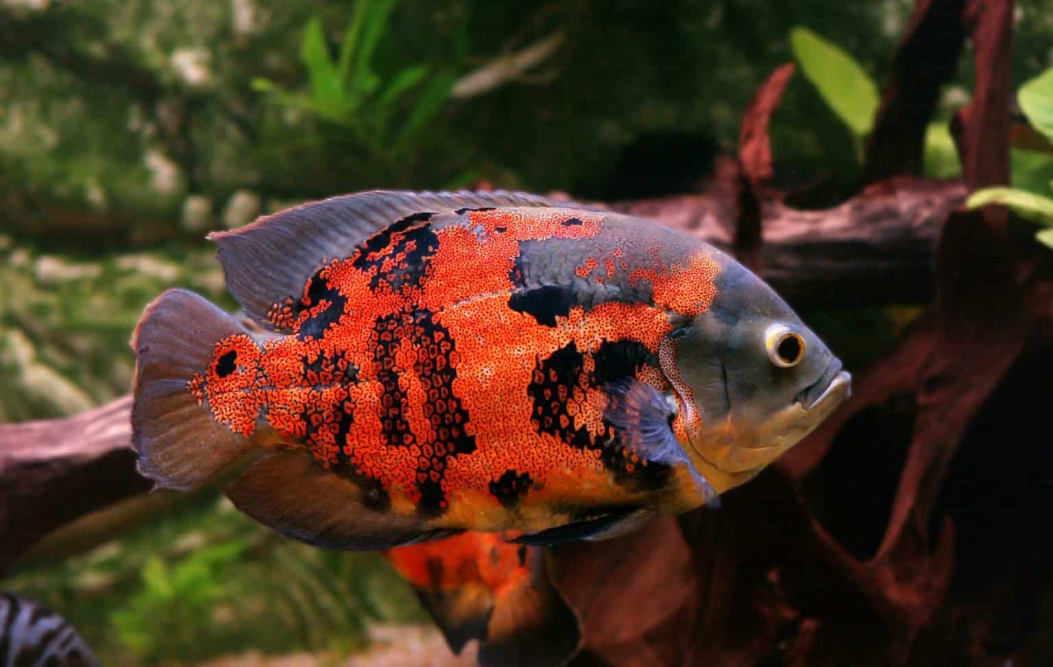 Oscar Fish Species Profile & Facts - Fish Laboratory