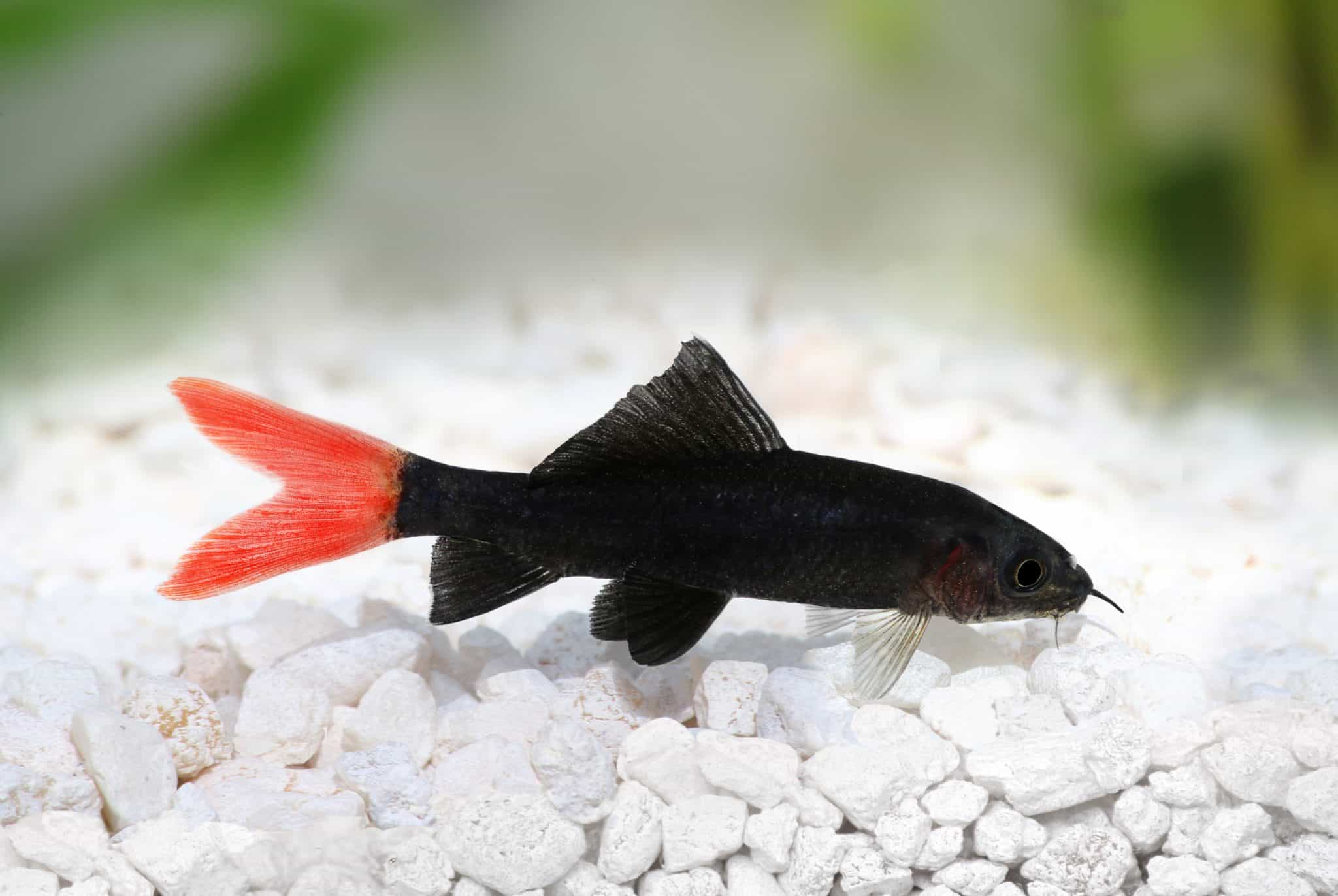 29 Best Oscar Tank Mates: What Fish Can Be Kept with Oscars? - Fish ...
