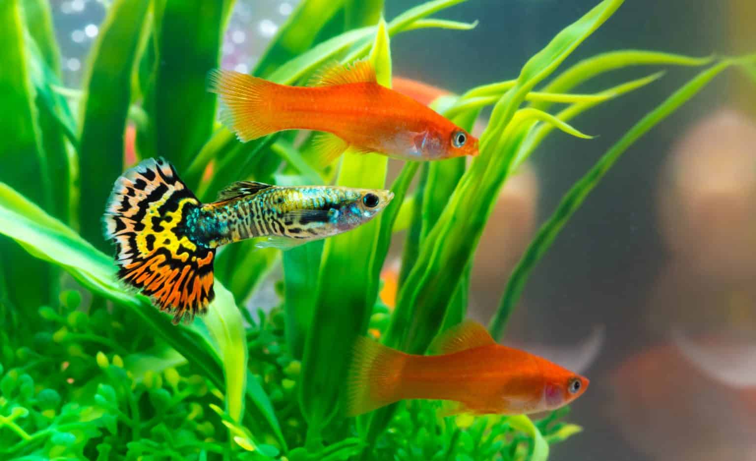 18 Best Aquarium Fish for Beginners - Fish Laboratory