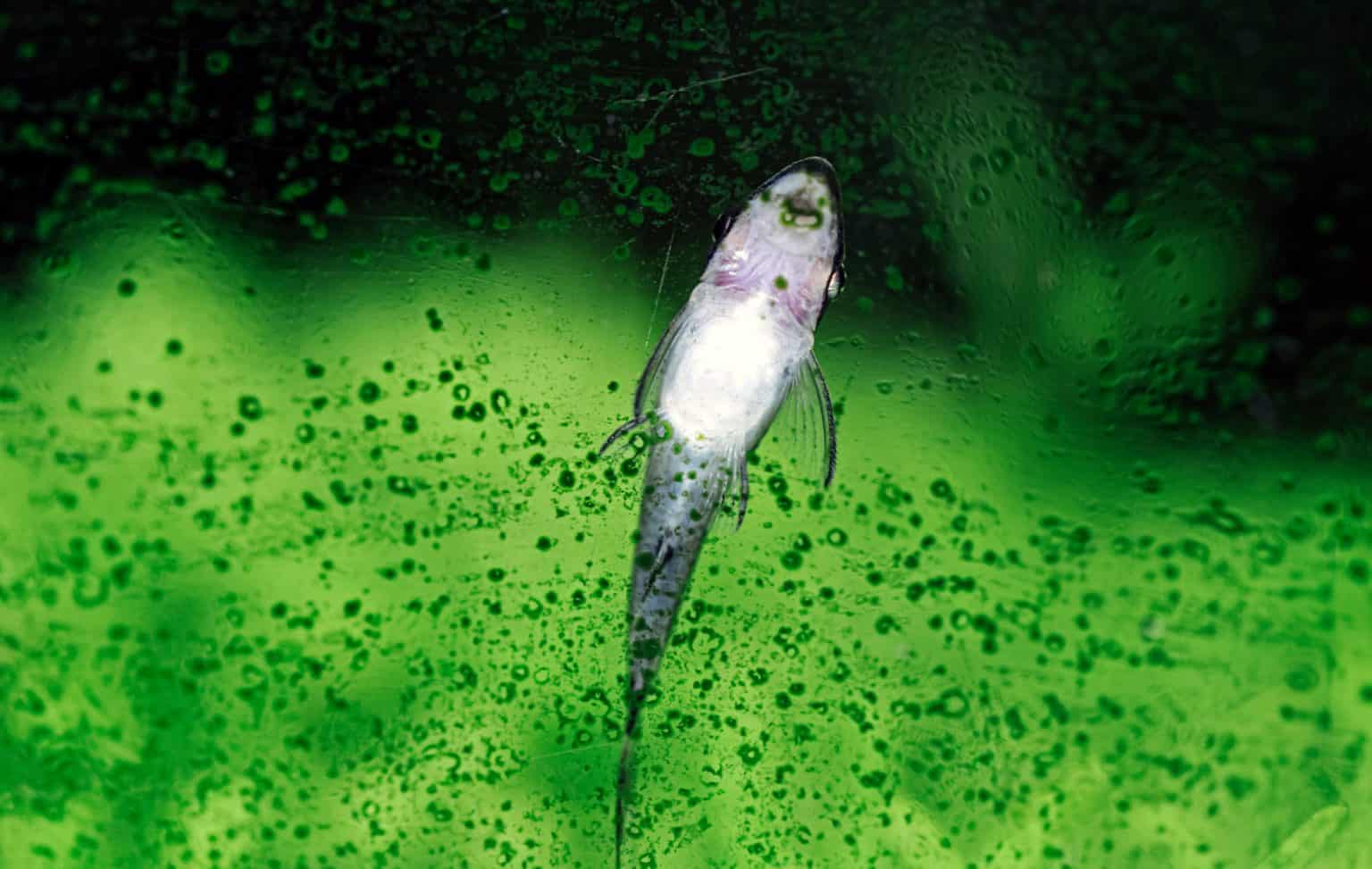 15 Best Algae Eater for Freshwater Aquariums - Fish Laboratory