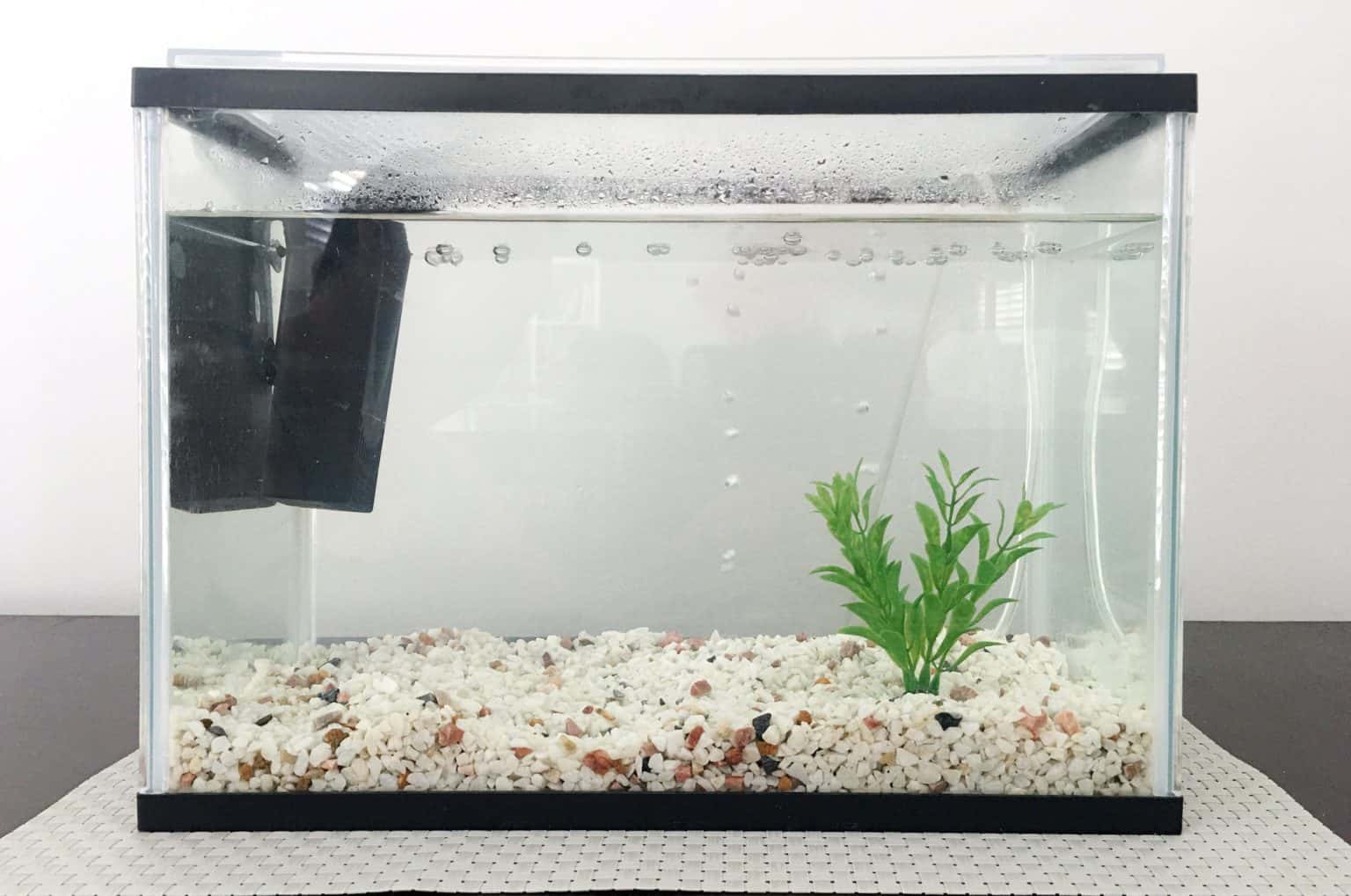 How to Cycle a Fish Tank - Fish Laboratory