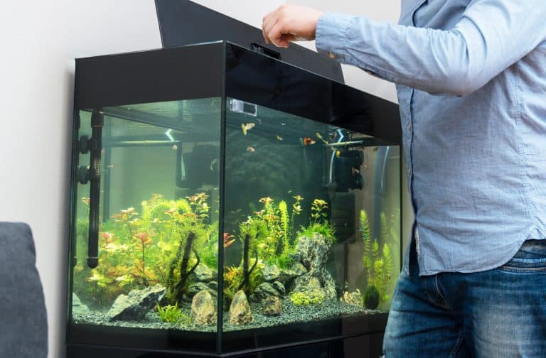 Aquarium Sponge Filter: The Ultimate Guide - Fish Laboratory