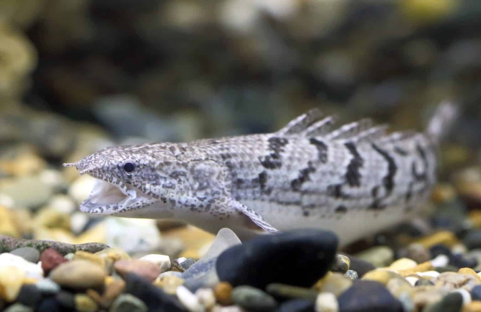 Delhezi Bichir (Polypterus delhezi): Ultimate Care Guide - Fish Laboratory