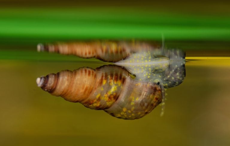 Malaysian Trumpet Snail (Melanoides tuberculata): Care Guide - Fish ...